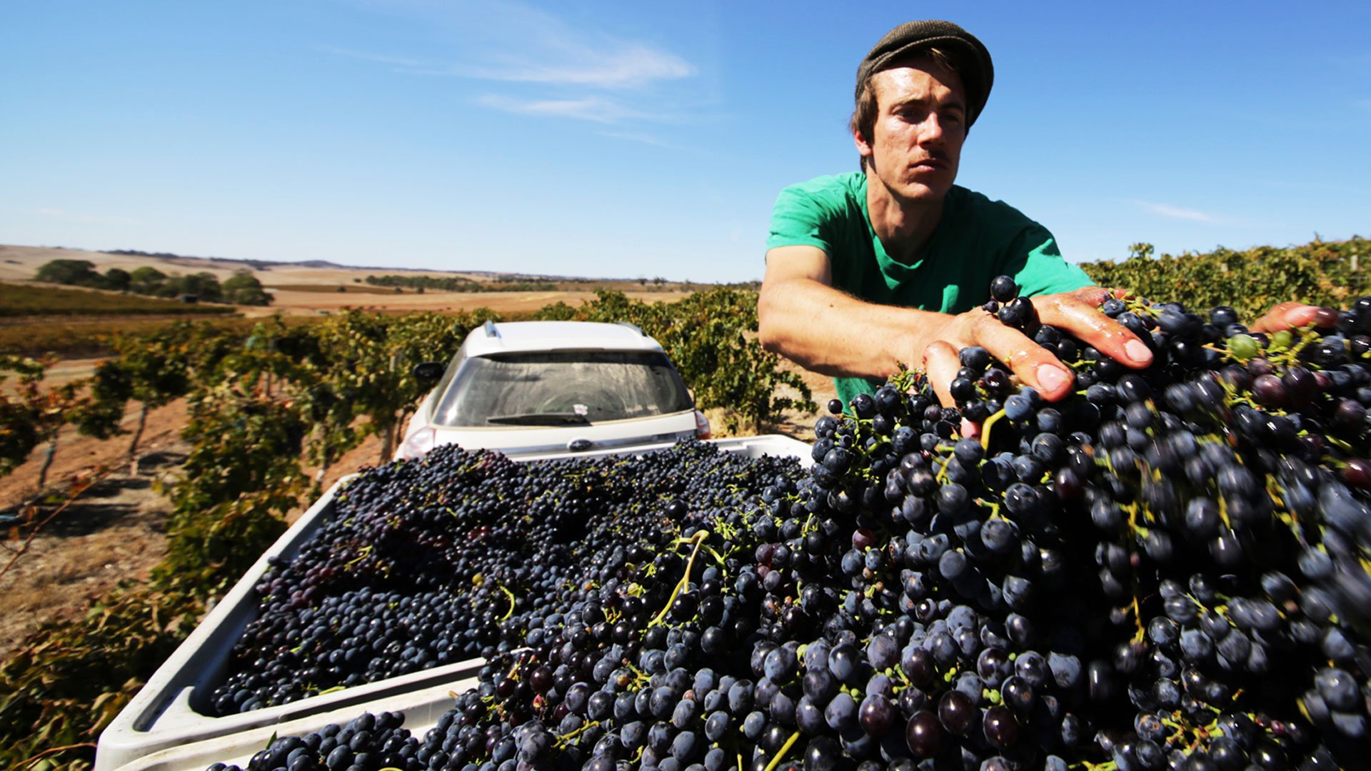 Syrah & Friends - Indigo Wine | Importers of Artisanal Wines Indigo ...