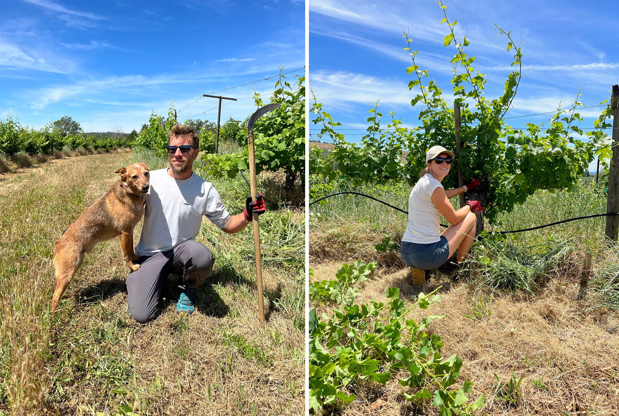 Frenchtown Farms Cecelia Rose 750ml (No Barcode)